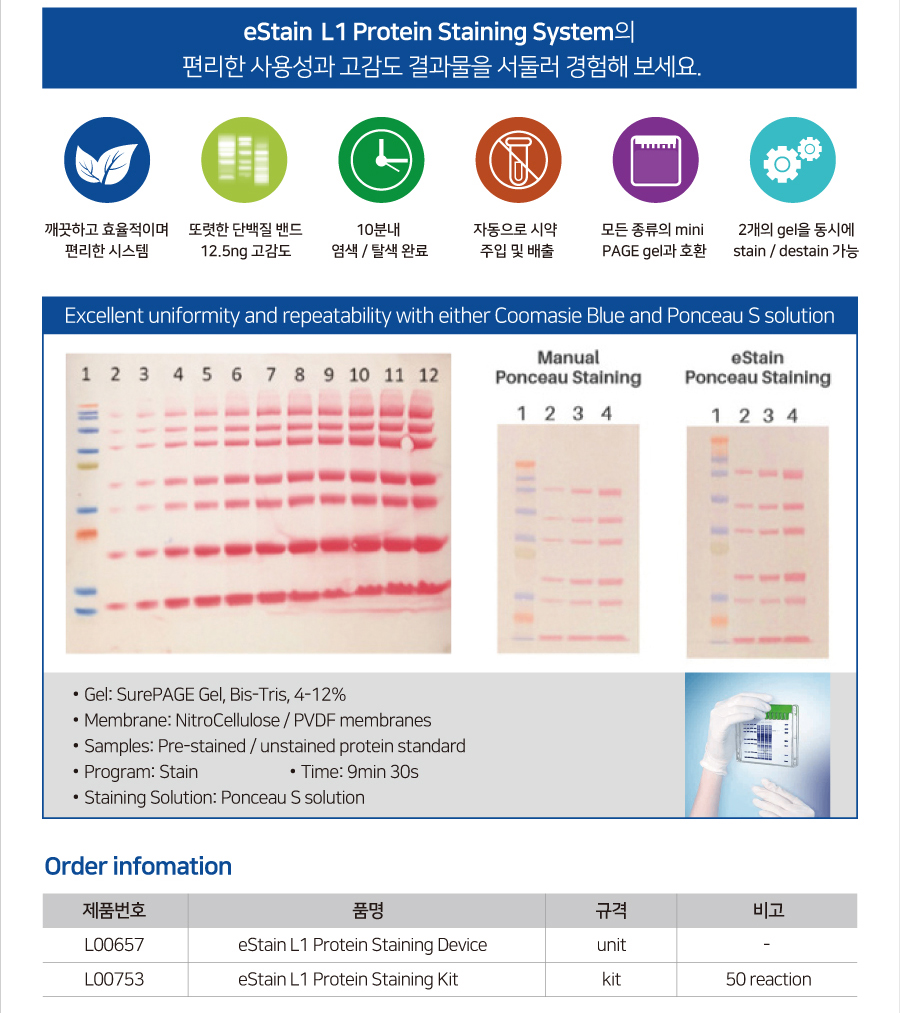 564호-단백질 Coomassie 염색, 이제 10분안에 확인 하세요!! eStain L1 Protein Staining ...