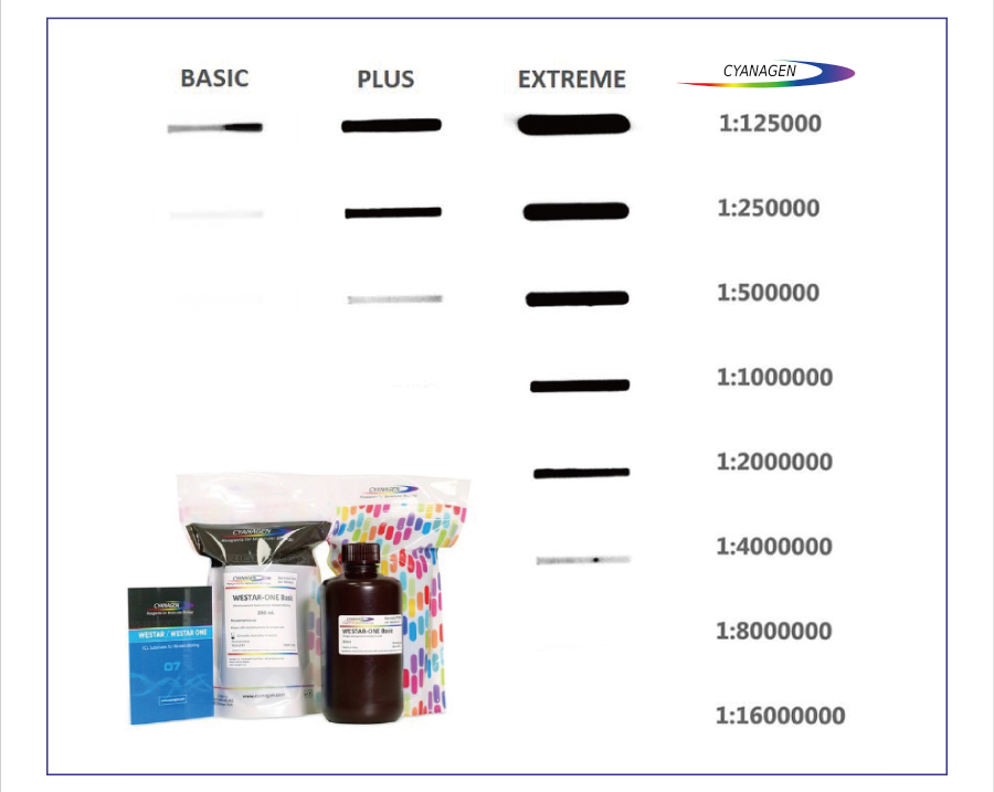 593호-Pre-mixed ECL solution for Western blotting-Cyanagen, Webstar-One ...