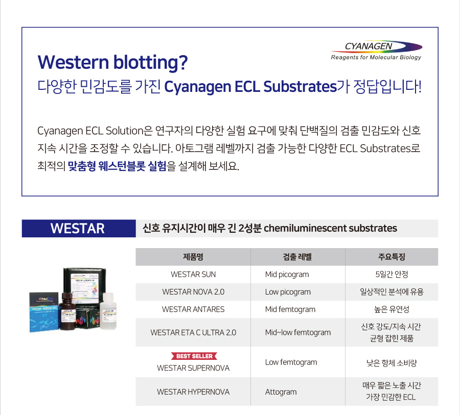 736호-Western blotting? 다양한 민감도를 가진 Cyanagen ECL Substrates가 정답입니다! – (주 ...